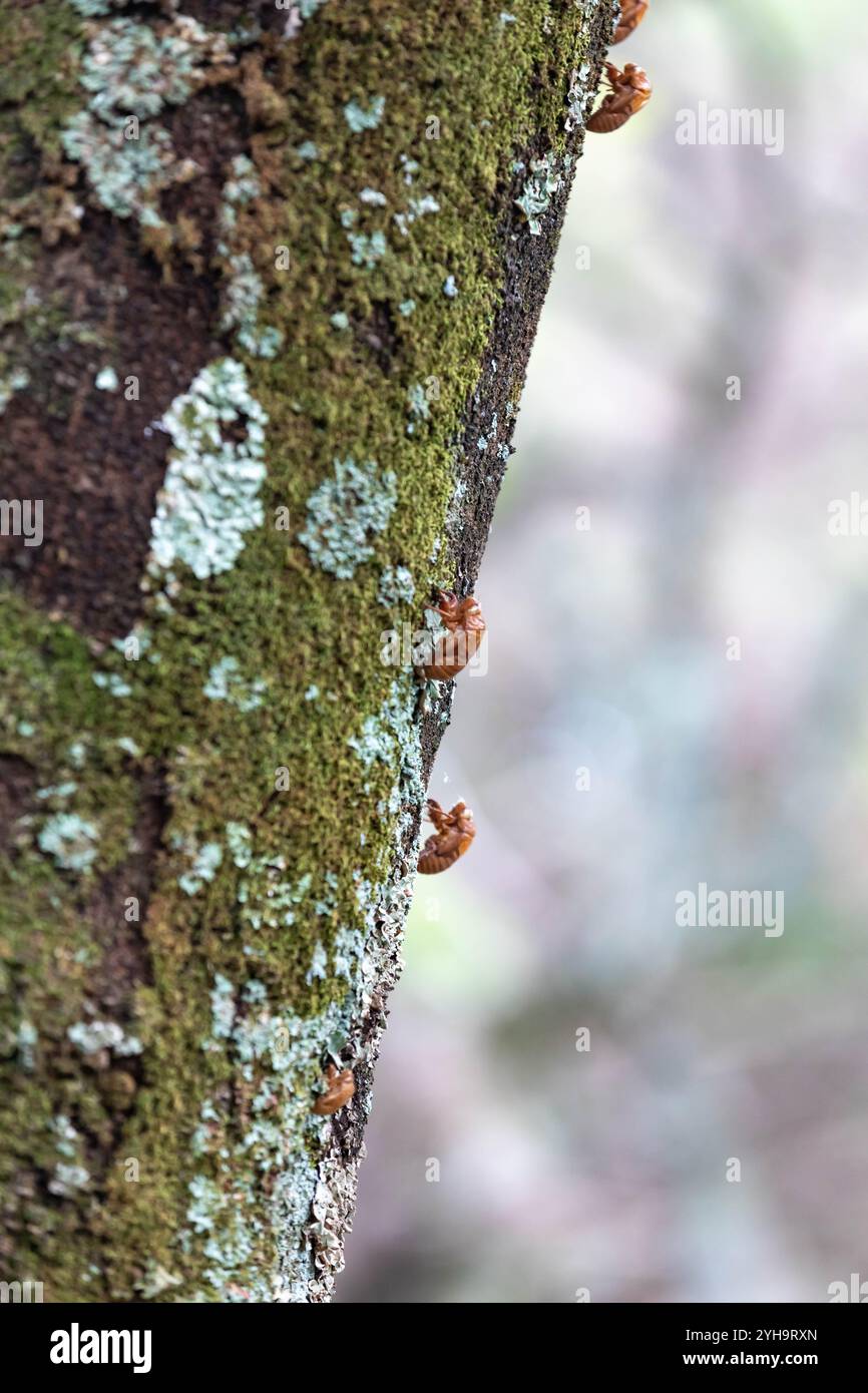 Rustic rainforest tree bark texture Stock Photo - Alamy
