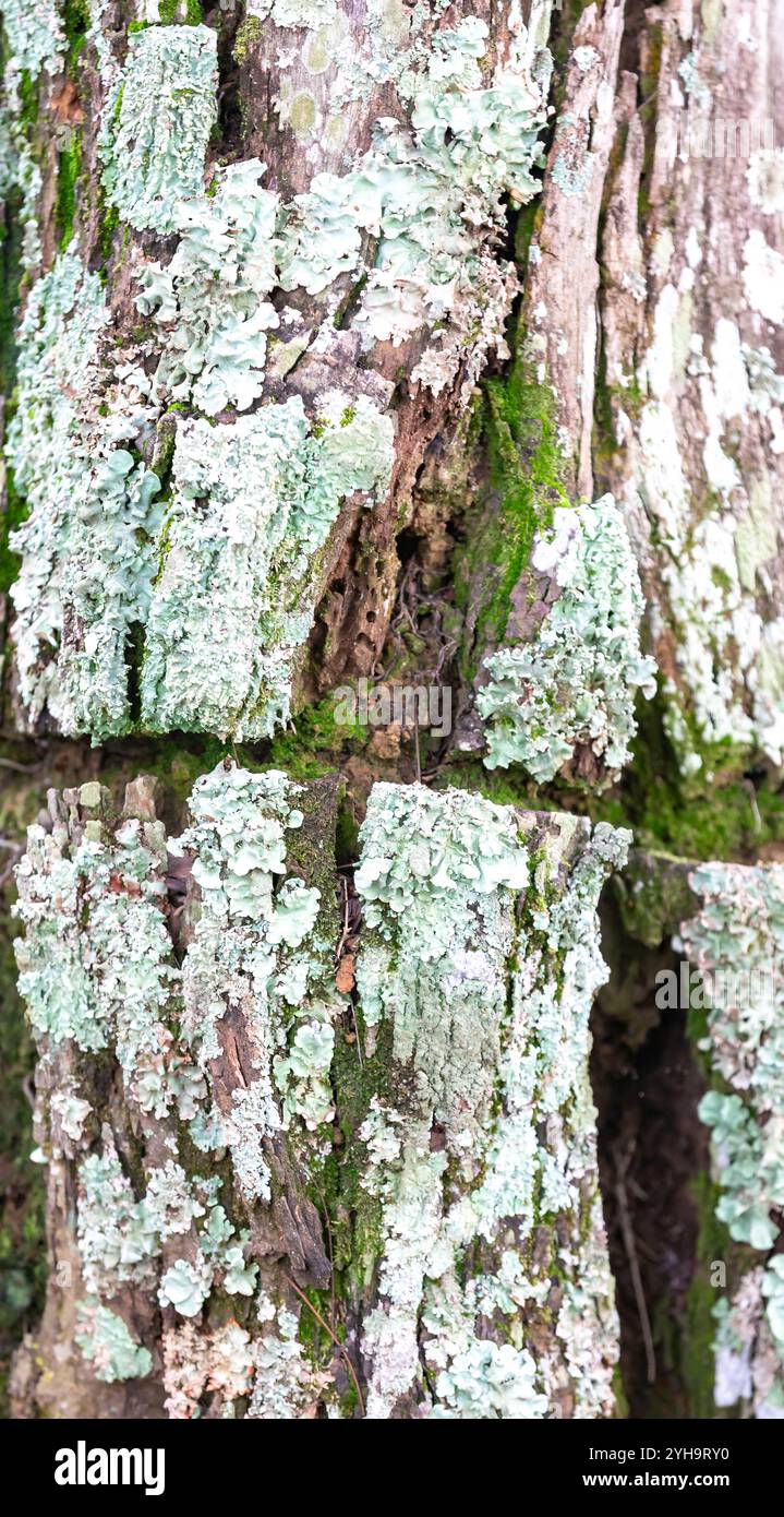 Rustic rainforest tree bark texture Stock Photo - Alamy