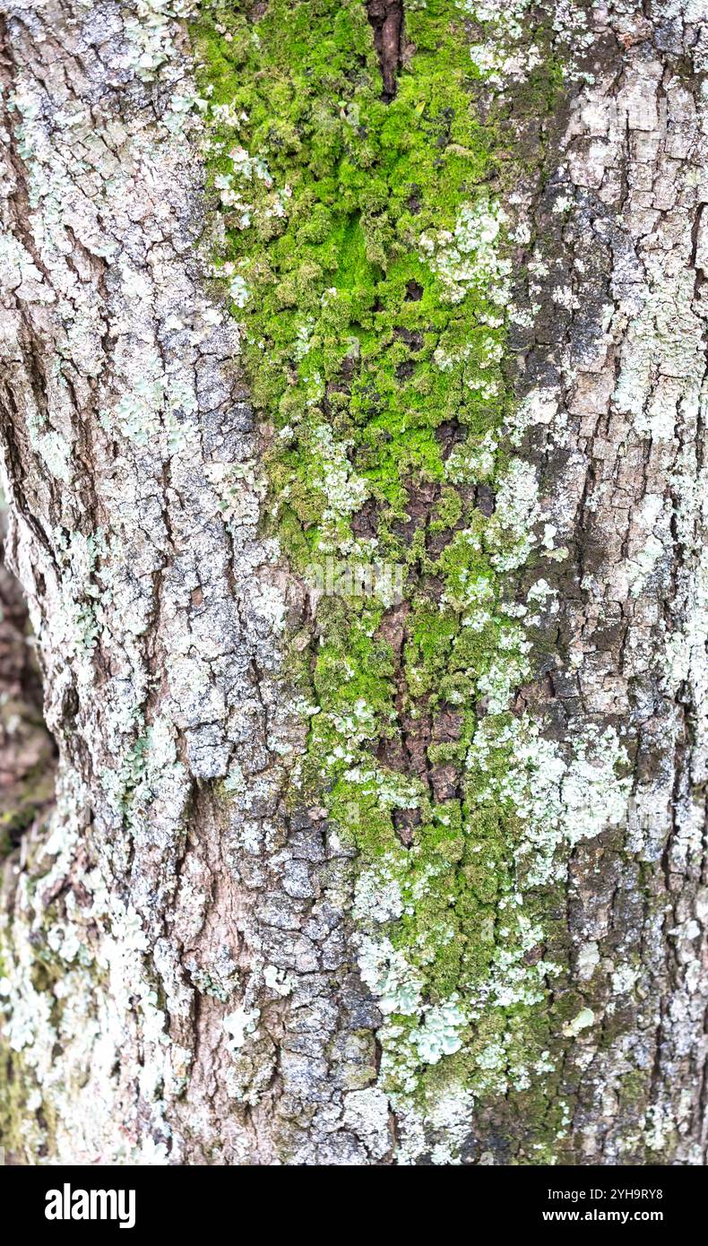 Rustic rainforest tree bark texture Stock Photo - Alamy