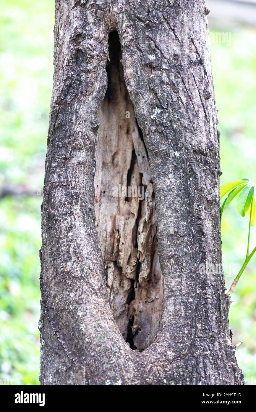 Rustic rainforest tree bark texture Stock Photo - Alamy