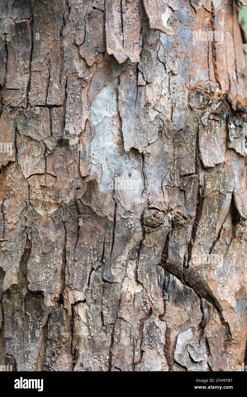 Rustic rainforest tree bark texture Stock Photo - Alamy