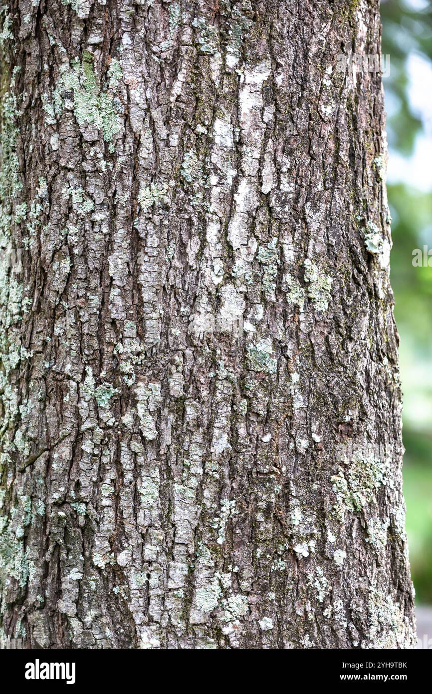 Rustic rainforest tree bark texture Stock Photo - Alamy