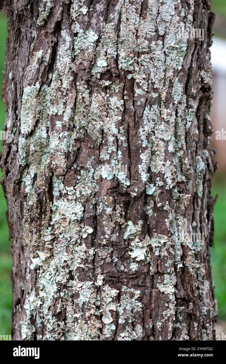 Rustic rainforest tree bark texture Stock Photo - Alamy