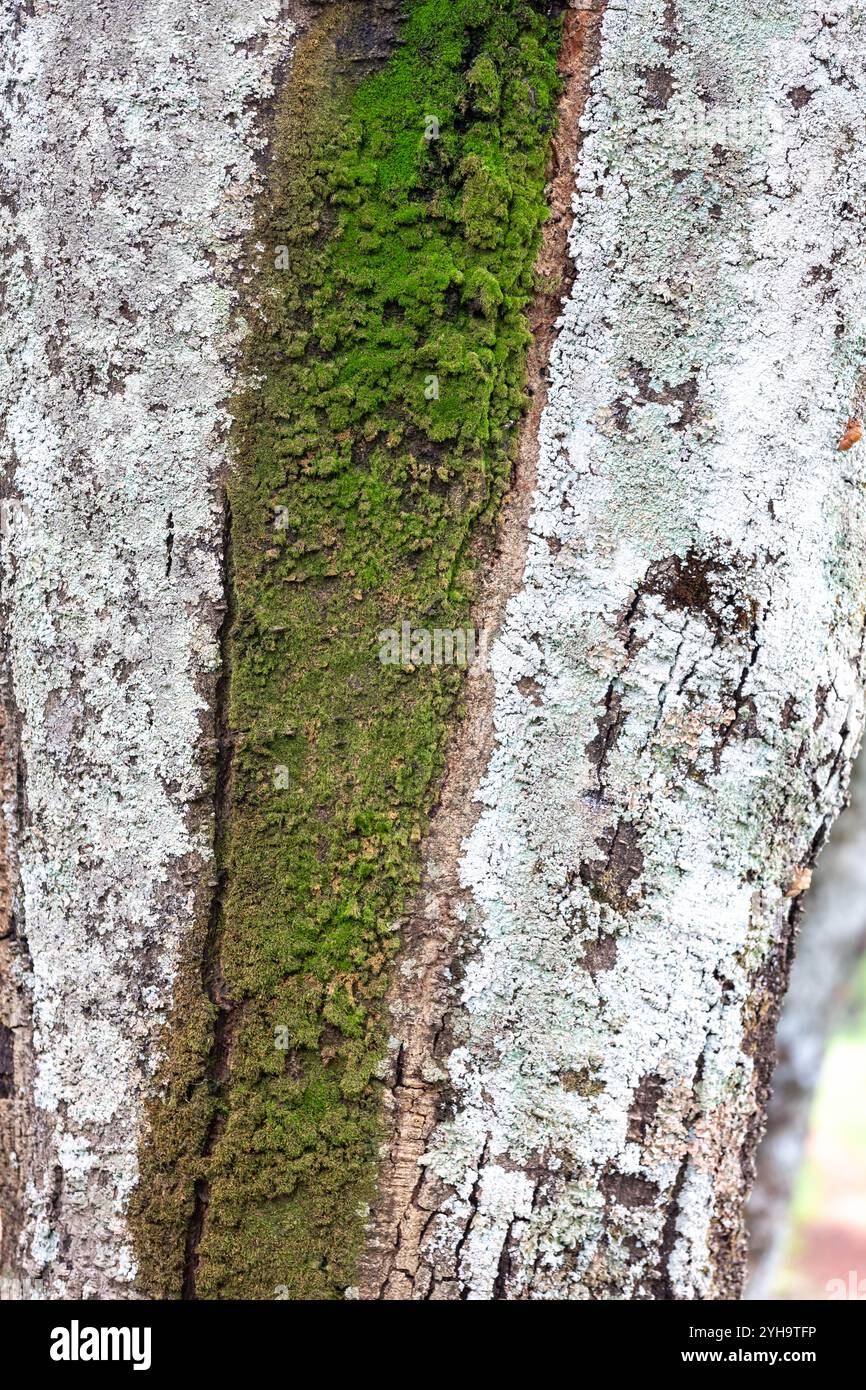Rustic rainforest tree bark texture Stock Photo - Alamy