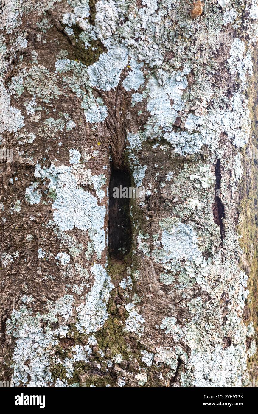 Rustic rainforest tree bark texture Stock Photo - Alamy