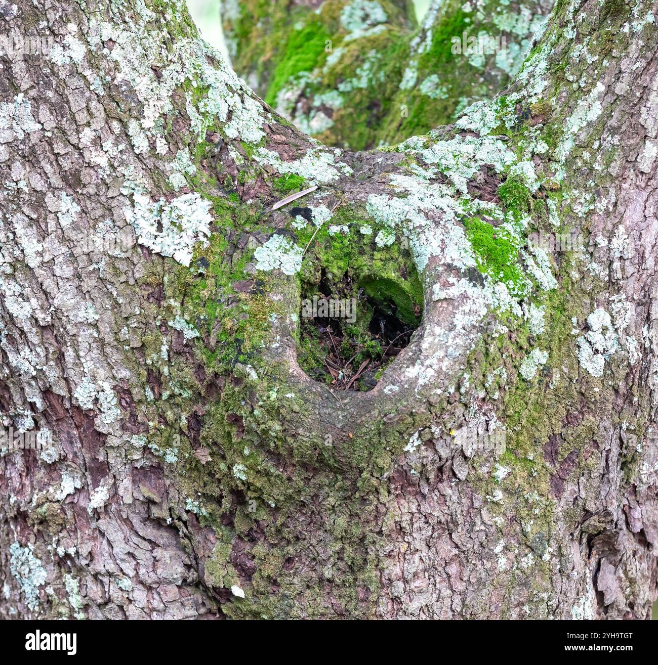 Rustic rainforest tree bark texture Stock Photo - Alamy