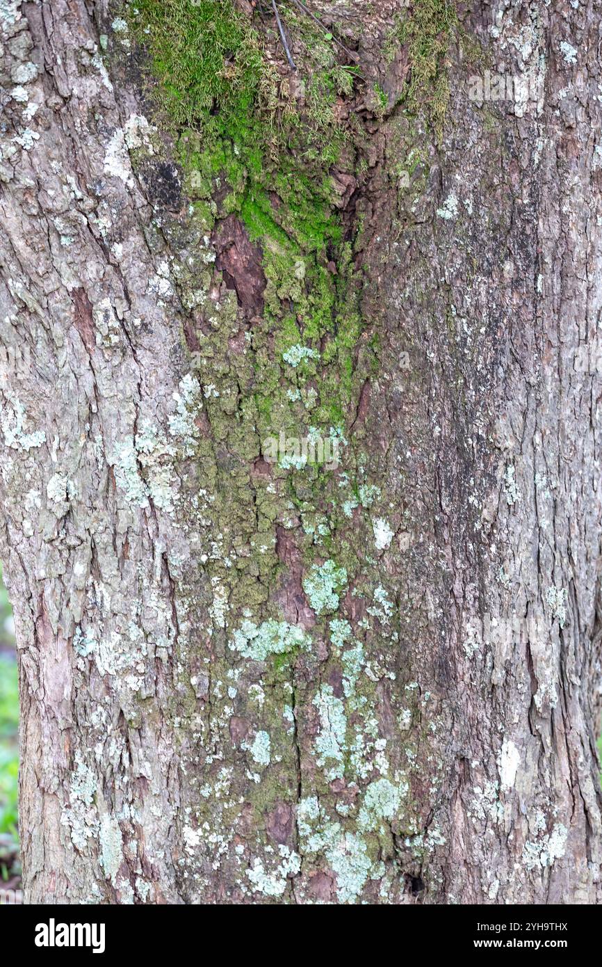 Rustic rainforest tree bark texture Stock Photo - Alamy