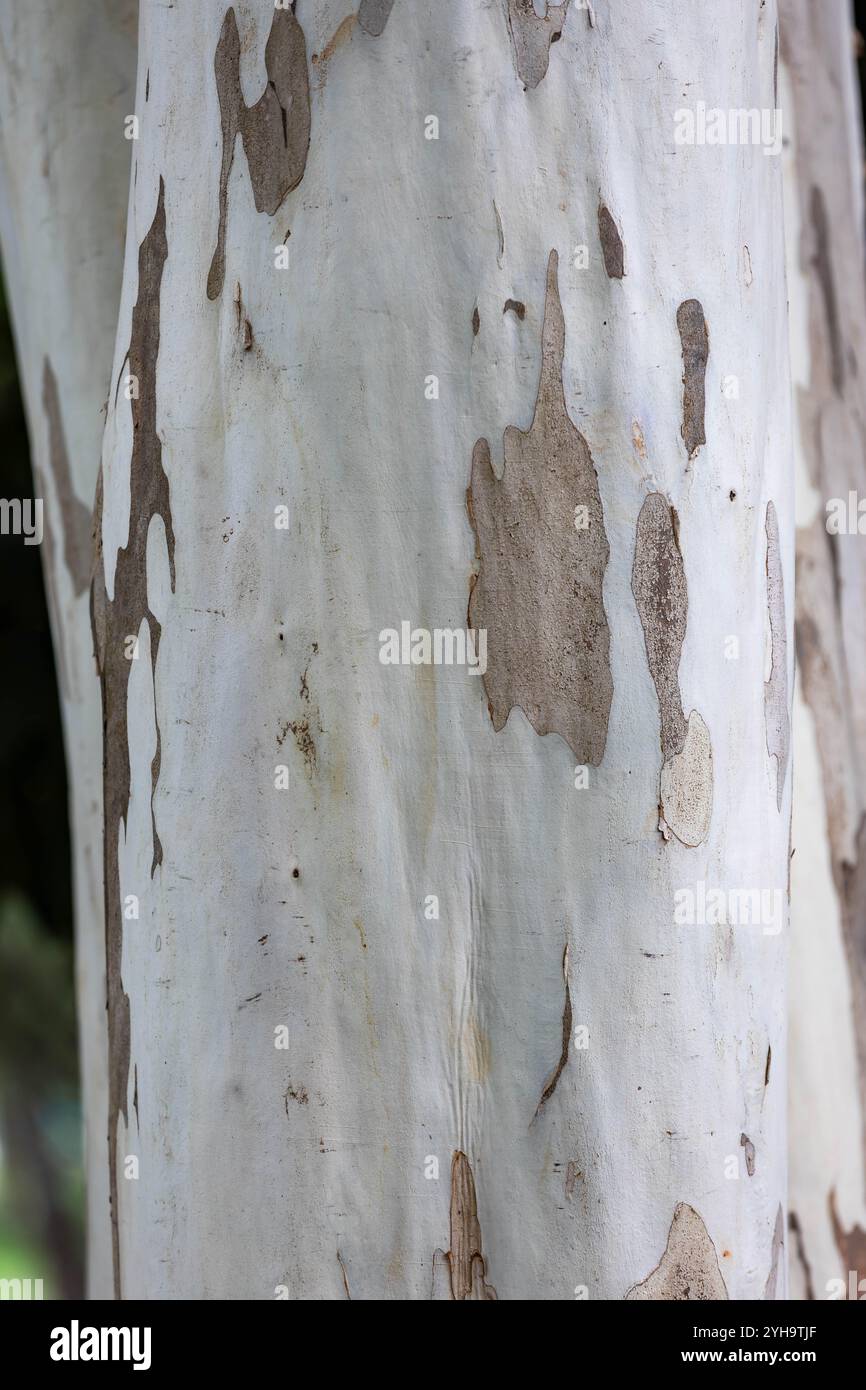 Rustic rainforest tree bark texture Stock Photo - Alamy