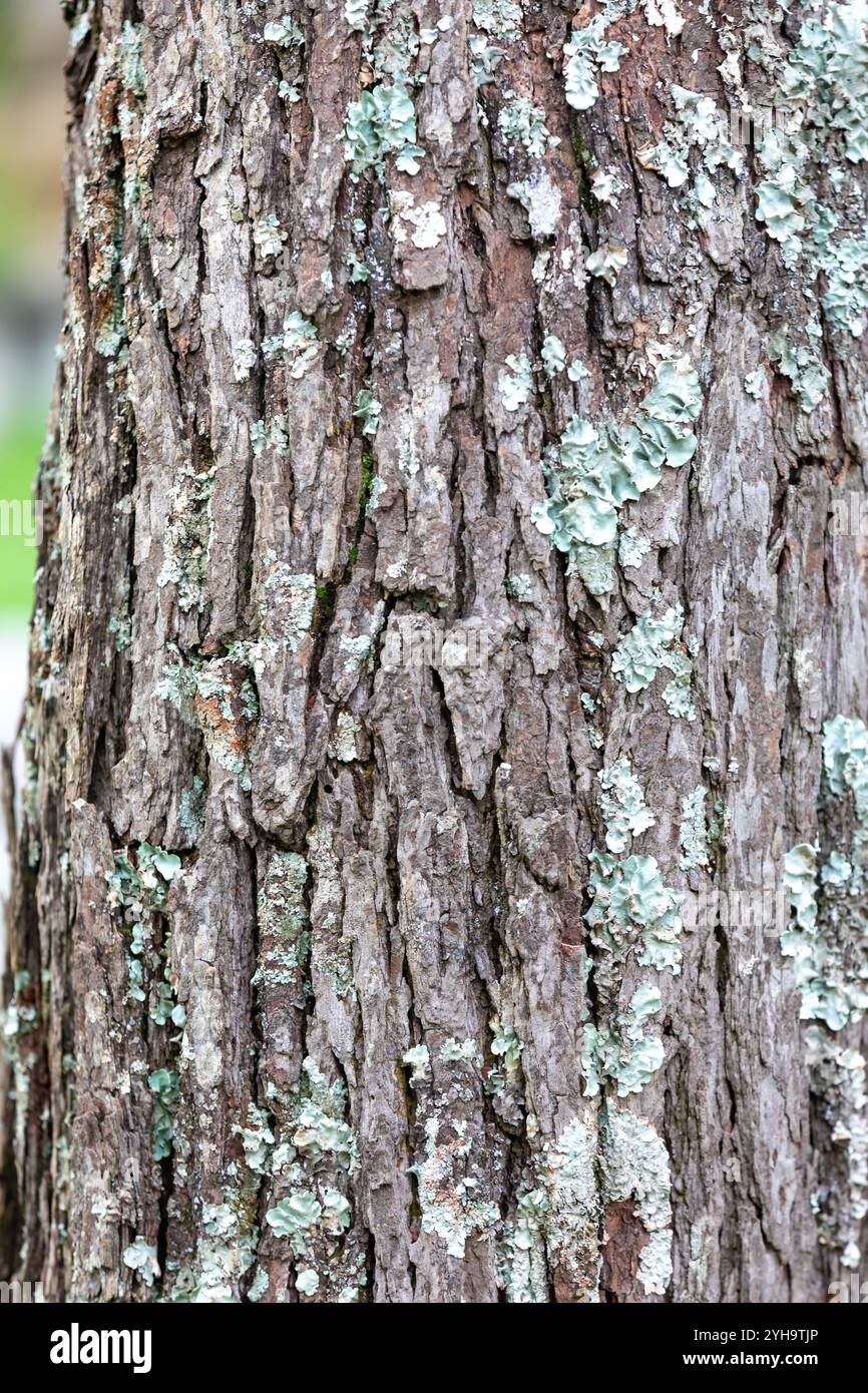 Rustic rainforest tree bark texture Stock Photo - Alamy