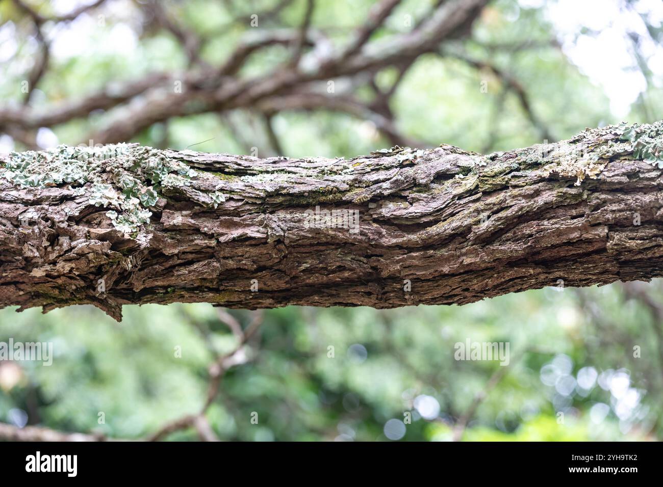 Rustic rainforest tree bark texture Stock Photo - Alamy