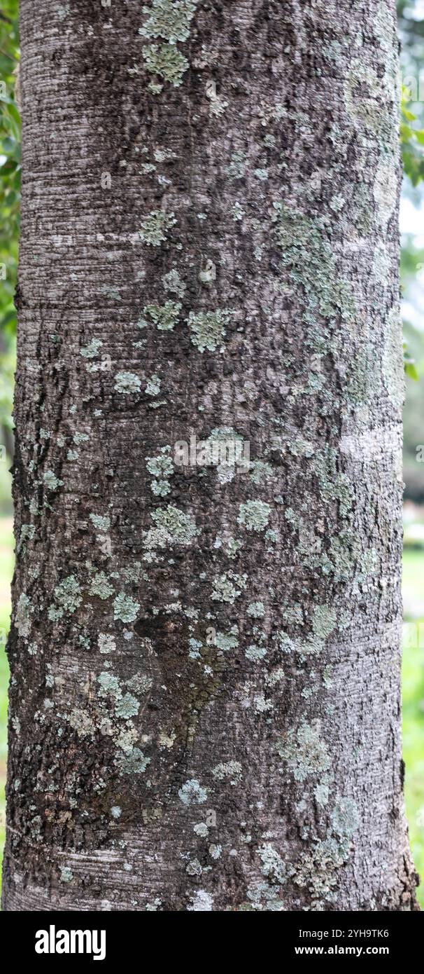 Rustic rainforest tree bark texture Stock Photo - Alamy
