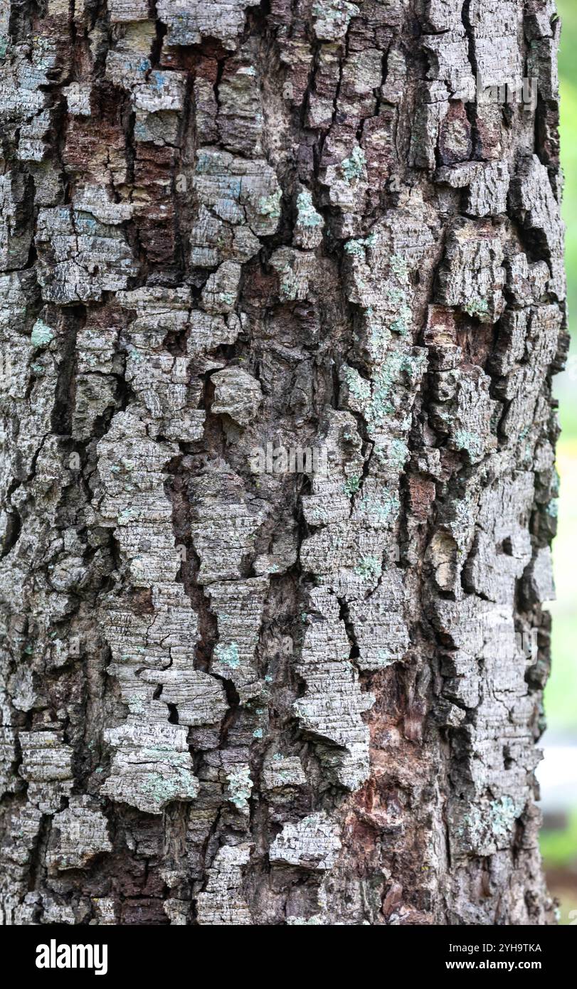 Rustic rainforest tree bark texture Stock Photo - Alamy