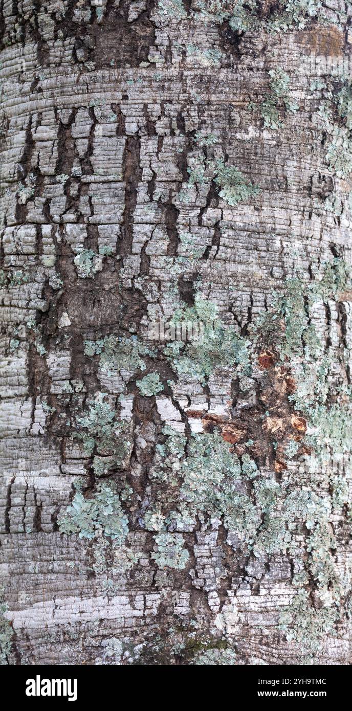 Rustic rainforest tree bark texture Stock Photo - Alamy