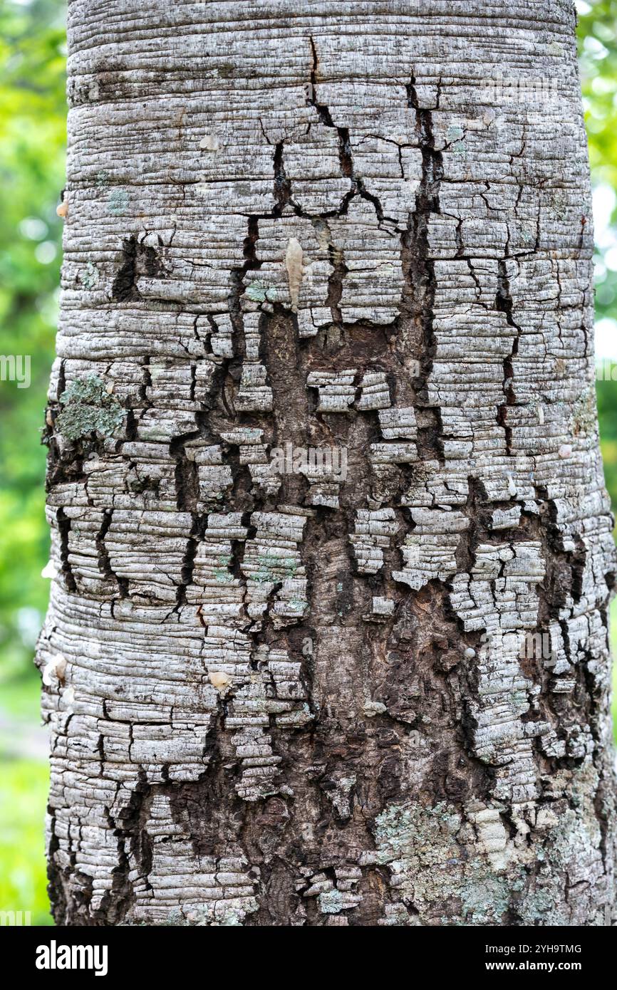 Rustic rainforest tree bark texture Stock Photo - Alamy