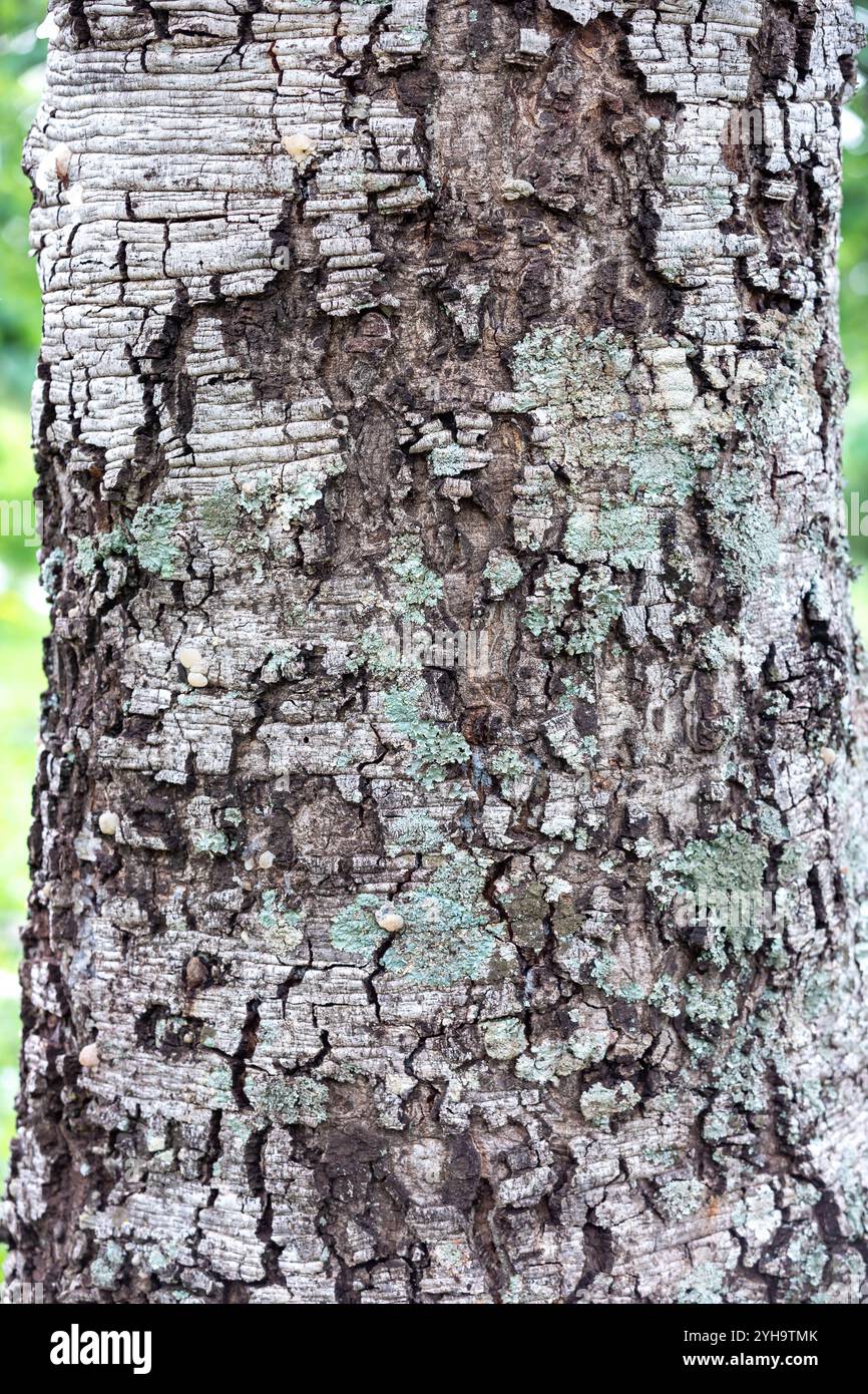 Rustic rainforest tree bark texture Stock Photo - Alamy