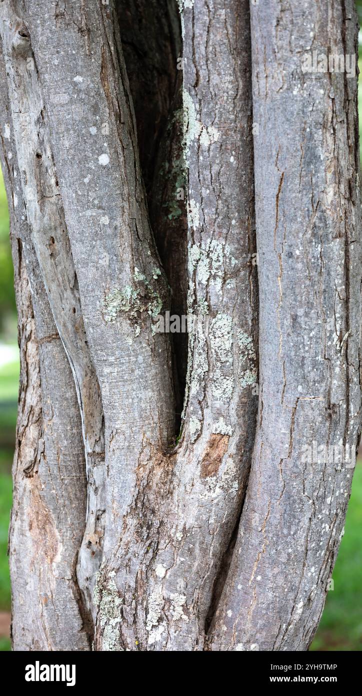 Rustic rainforest tree bark texture Stock Photo - Alamy