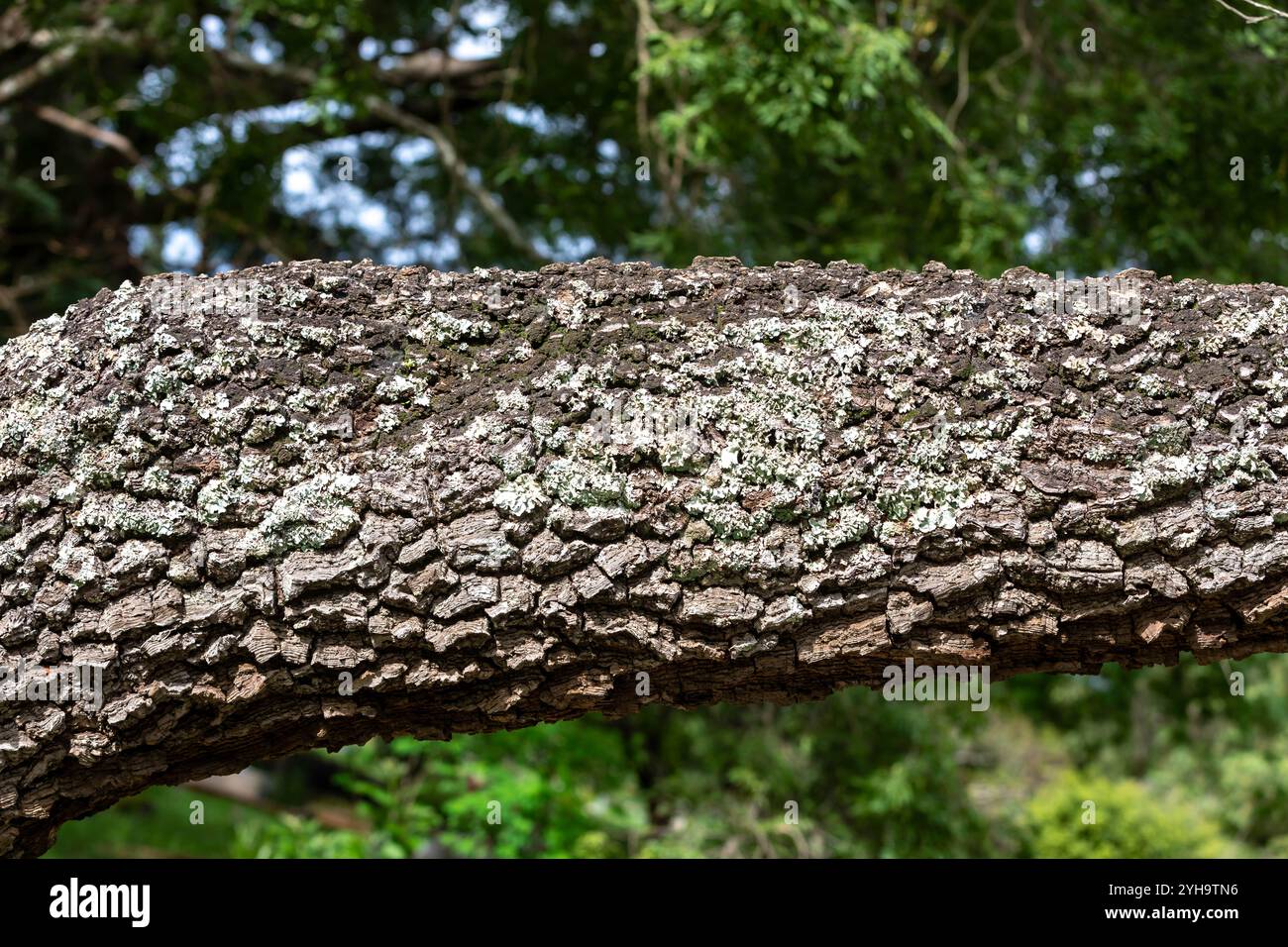 Rustic rainforest tree bark texture Stock Photo - Alamy