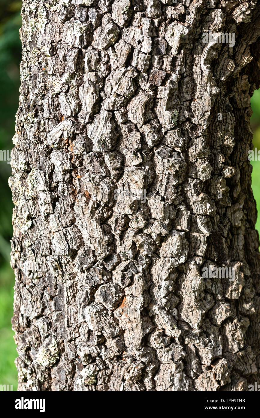Rustic rainforest tree bark texture Stock Photo - Alamy