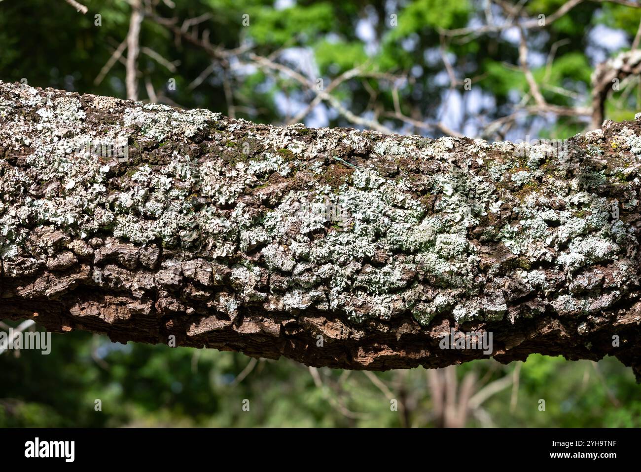 Rustic rainforest tree bark texture Stock Photo - Alamy