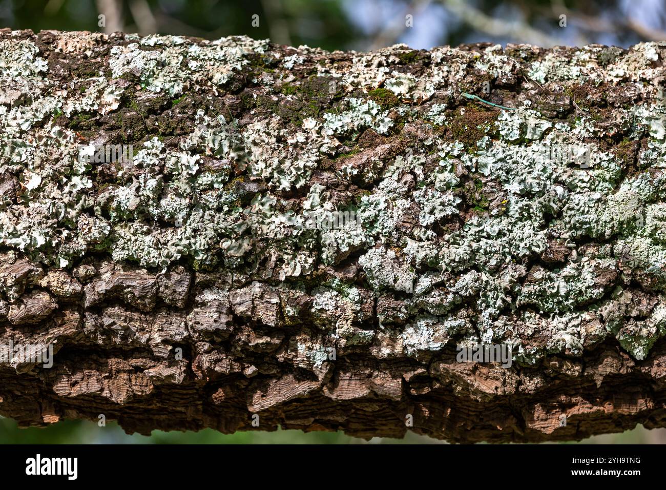 Rustic rainforest tree bark texture Stock Photo - Alamy
