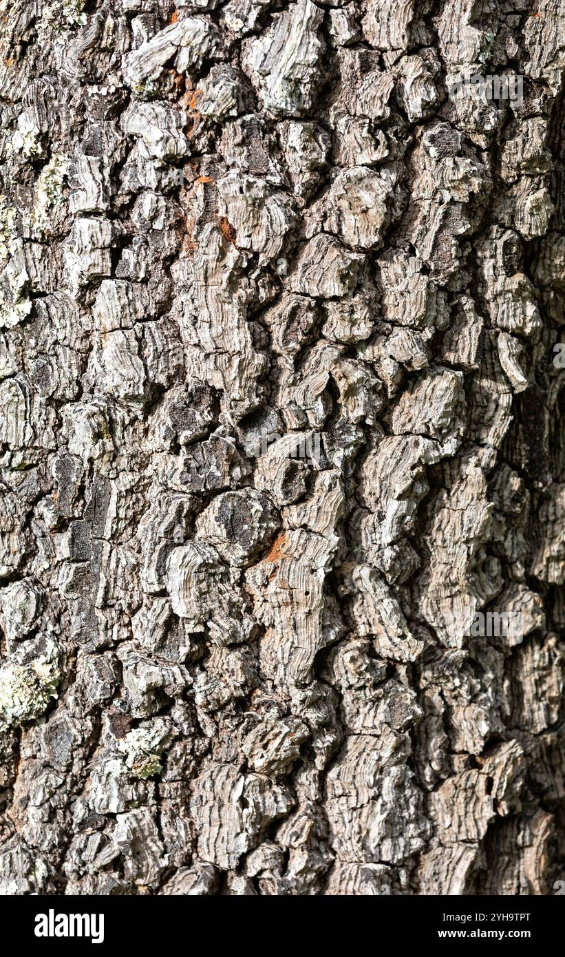 Rustic rainforest tree bark texture Stock Photo - Alamy