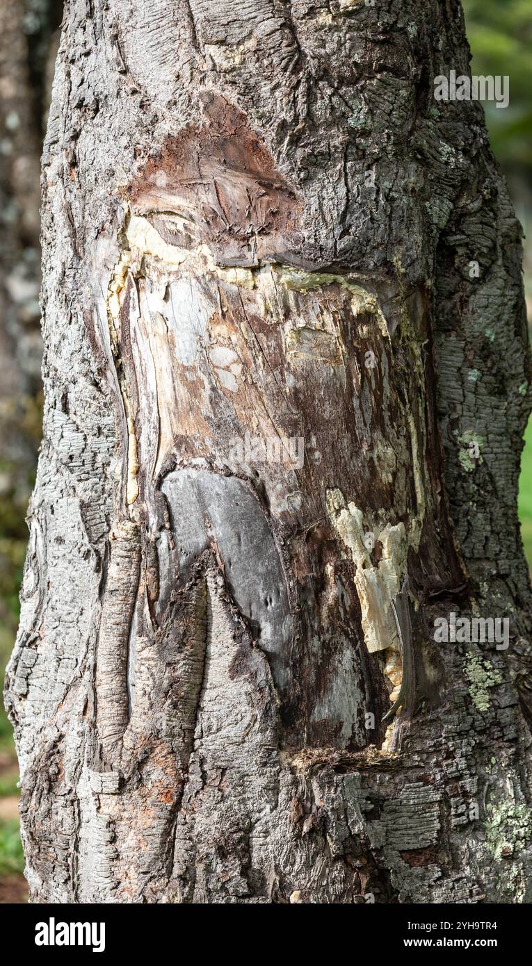 Rustic rainforest tree bark texture Stock Photo - Alamy