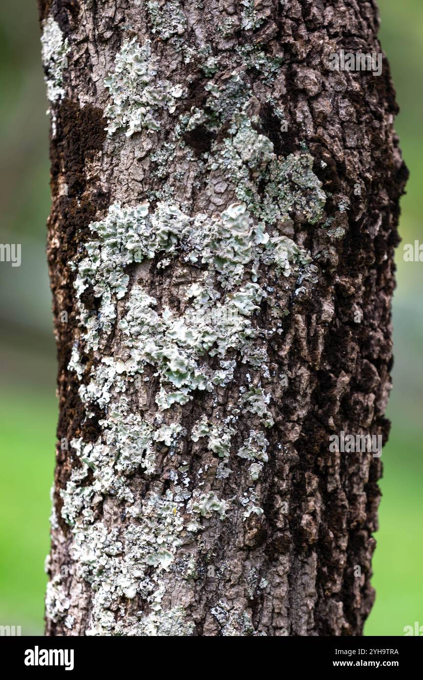 Rustic rainforest tree bark texture Stock Photo - Alamy