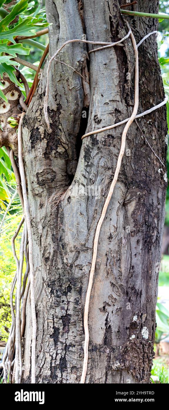 Rustic rainforest tree bark texture Stock Photo - Alamy