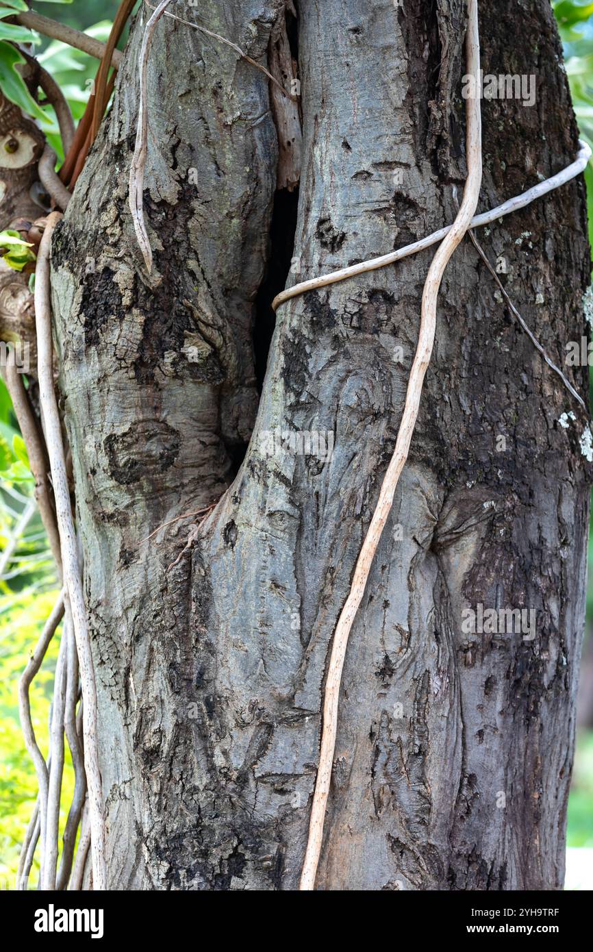 Rustic rainforest tree bark texture Stock Photo - Alamy