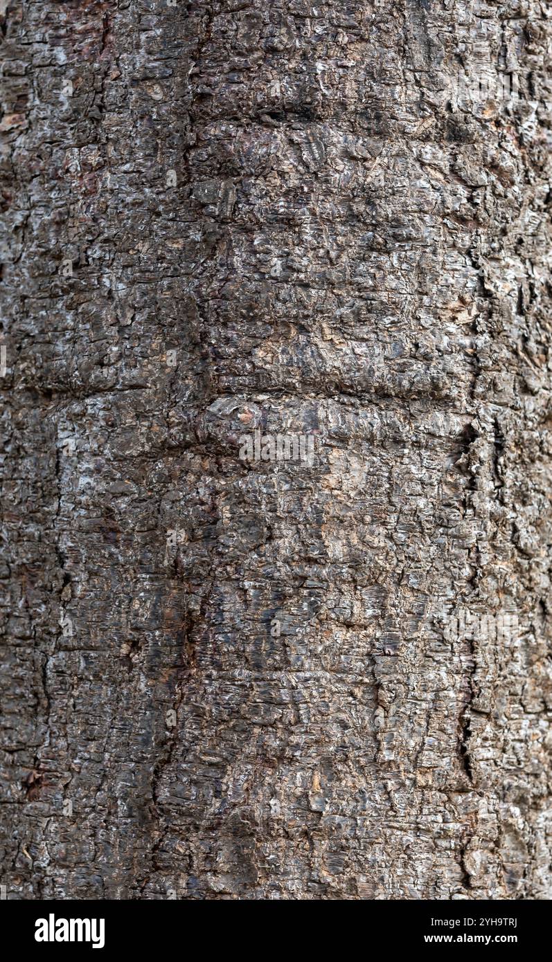 Rustic rainforest tree bark texture Stock Photo - Alamy