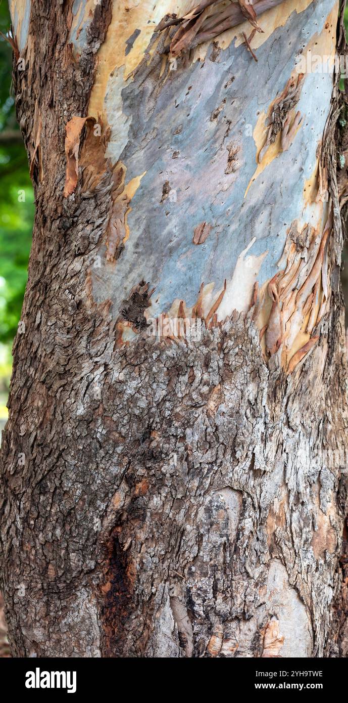 Rustic rainforest tree bark texture Stock Photo - Alamy
