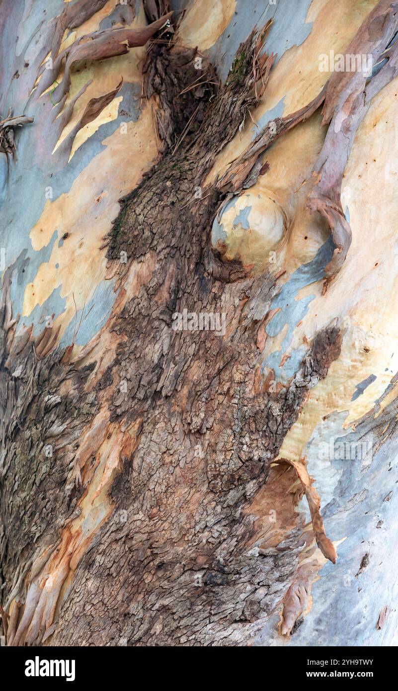Rustic rainforest tree bark texture Stock Photo - Alamy