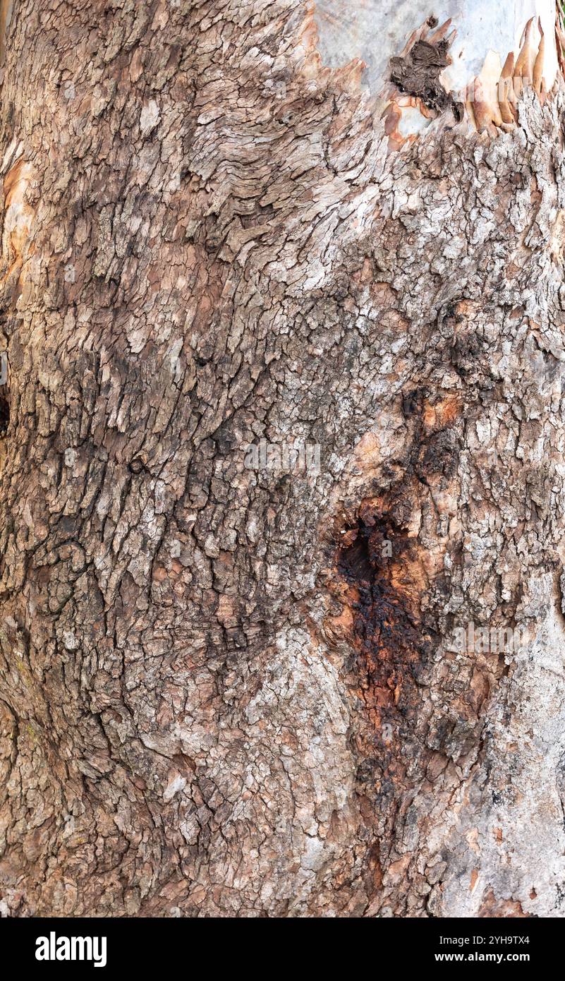 Rustic rainforest tree bark texture Stock Photo - Alamy