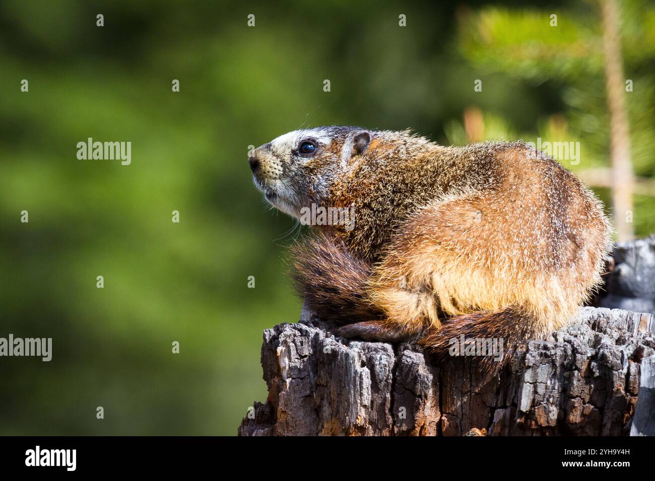 A marmot rests on a decaying tree stump in Grand Teton National Park ...