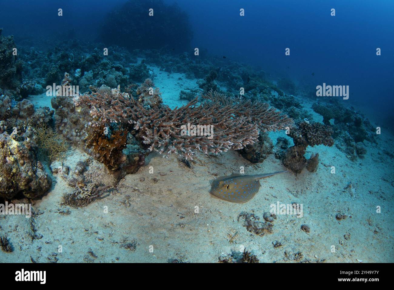 Bluespotted ribbontail ray on the sand bottom in Red sea. Ray with blue spotted. Taeniura lymma ...