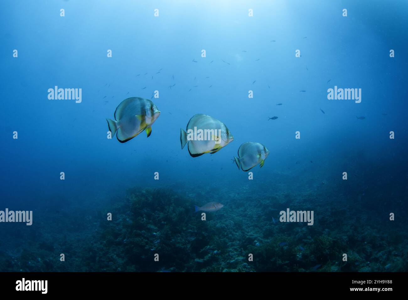 Orbicular batfish are swimming in Egypt shallow sea. Platax orbicularis ...