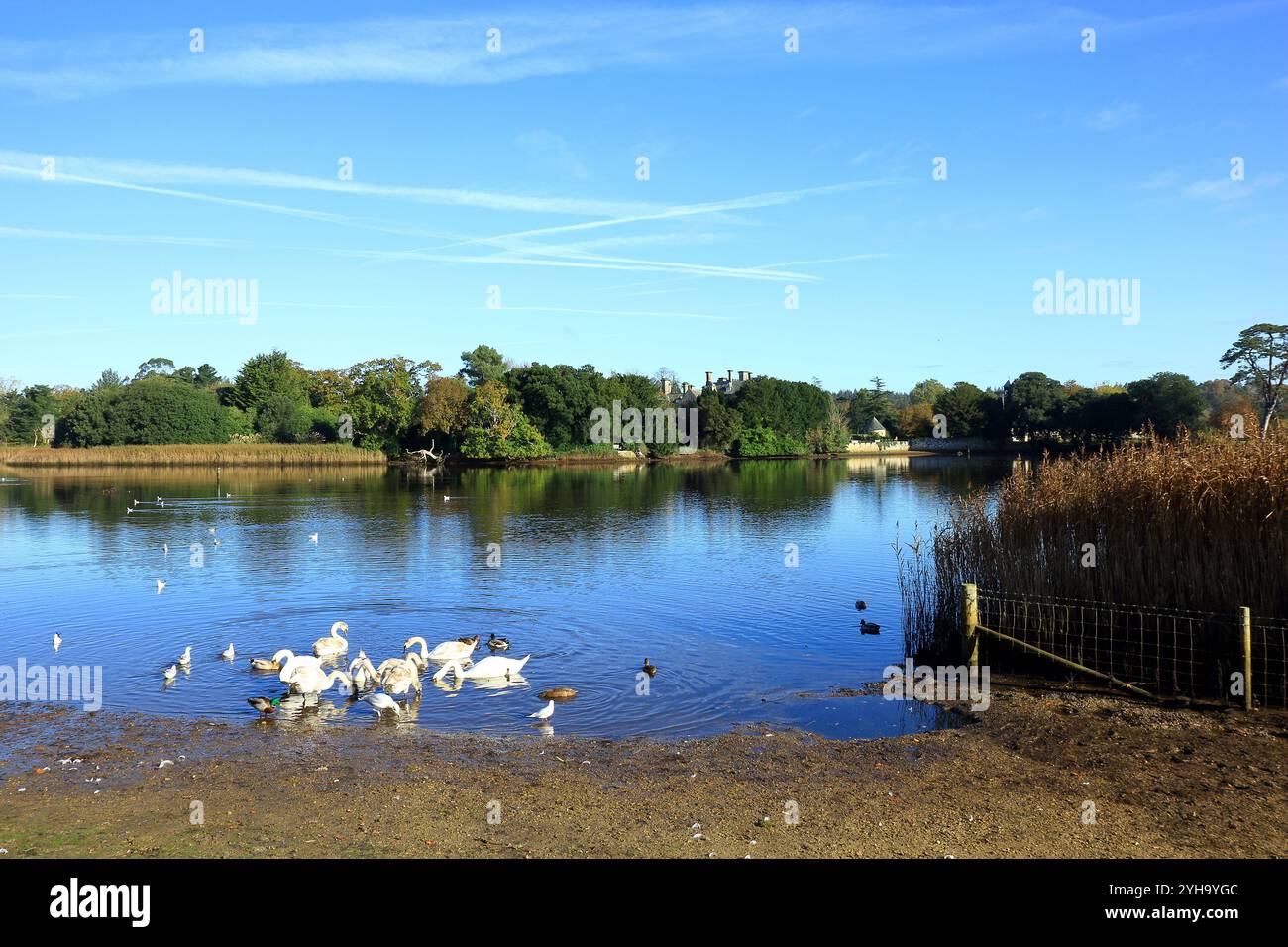 The Mill Pond woodland lake at Beaulieu in the New Forest Stock Photo ...