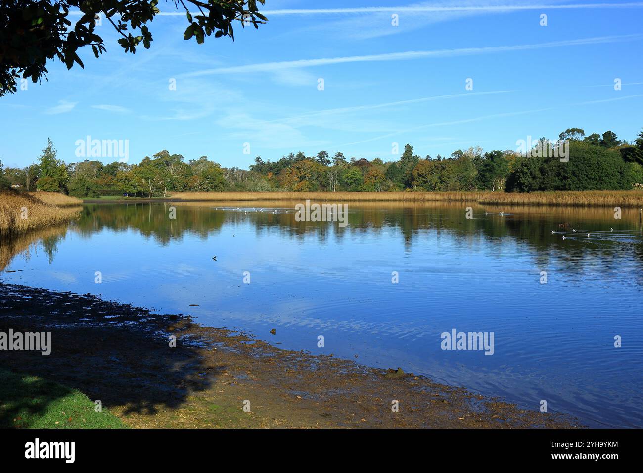 Swans swimming in the mill pond hi-res stock photography and images - Alamy
