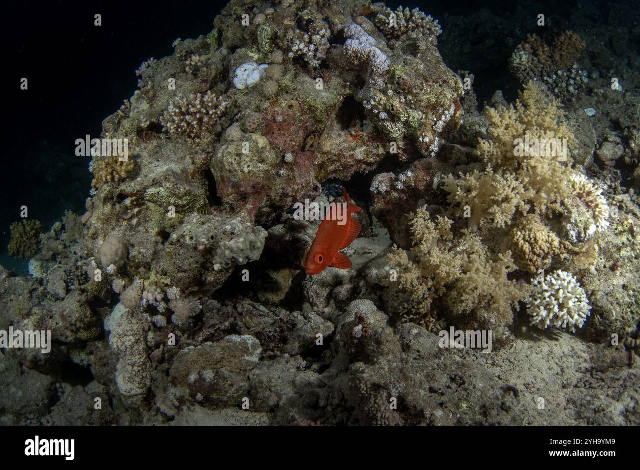 Priacanthus hamrur is hiding under the coral in Egypt. Red fish with ...