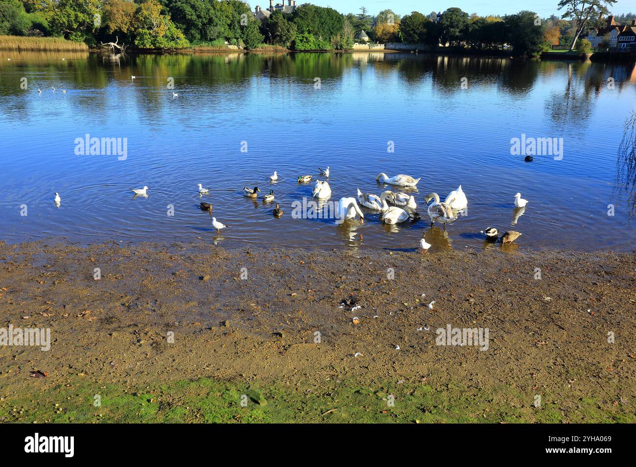 A beautiful landscape scene at the Mill Pond in Beaulieu Stock Photo ...