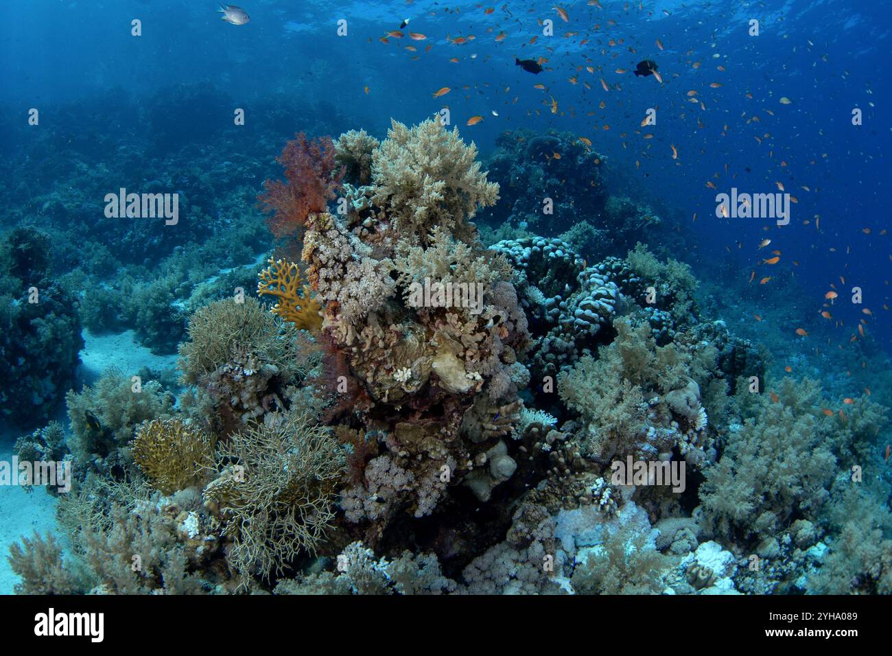 Corals in Egypt shallow sea. A lot of corals during dive in Red Sea ...