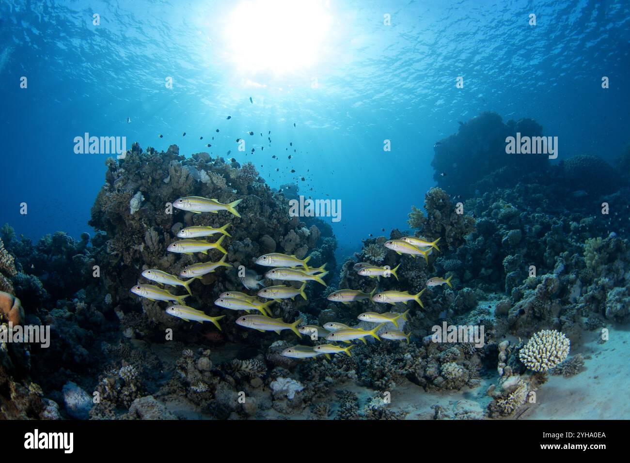 Yellowfin goatfish are swiming above the coral reef. School of ...