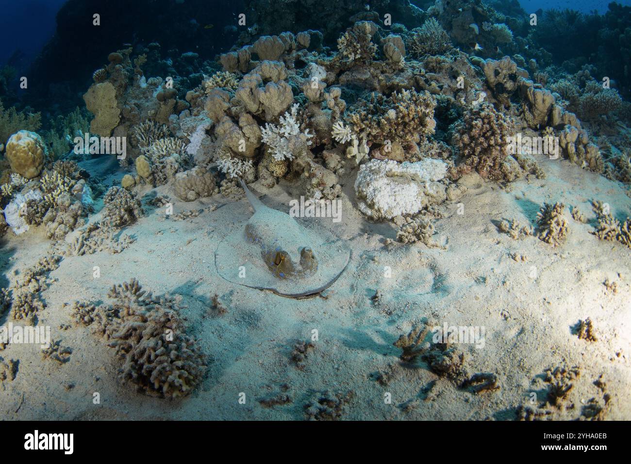 Bluespotted ribbontail ray on the sand bottom in Red sea. Ray with blue spotted. Taeniura lymma ...