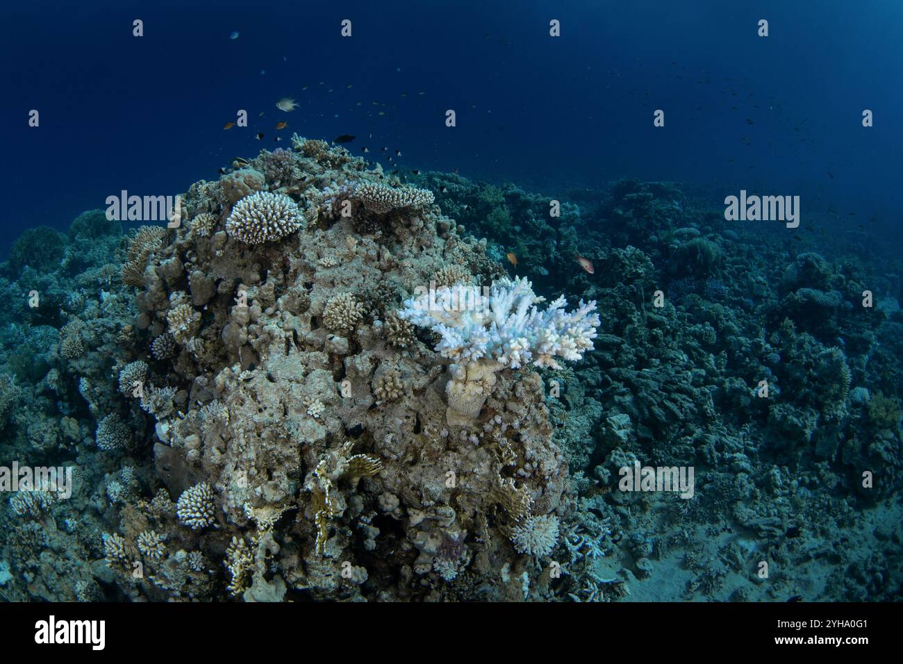 Corals in Egypt shallow sea. A lot of corals during dive in Red Sea ...
