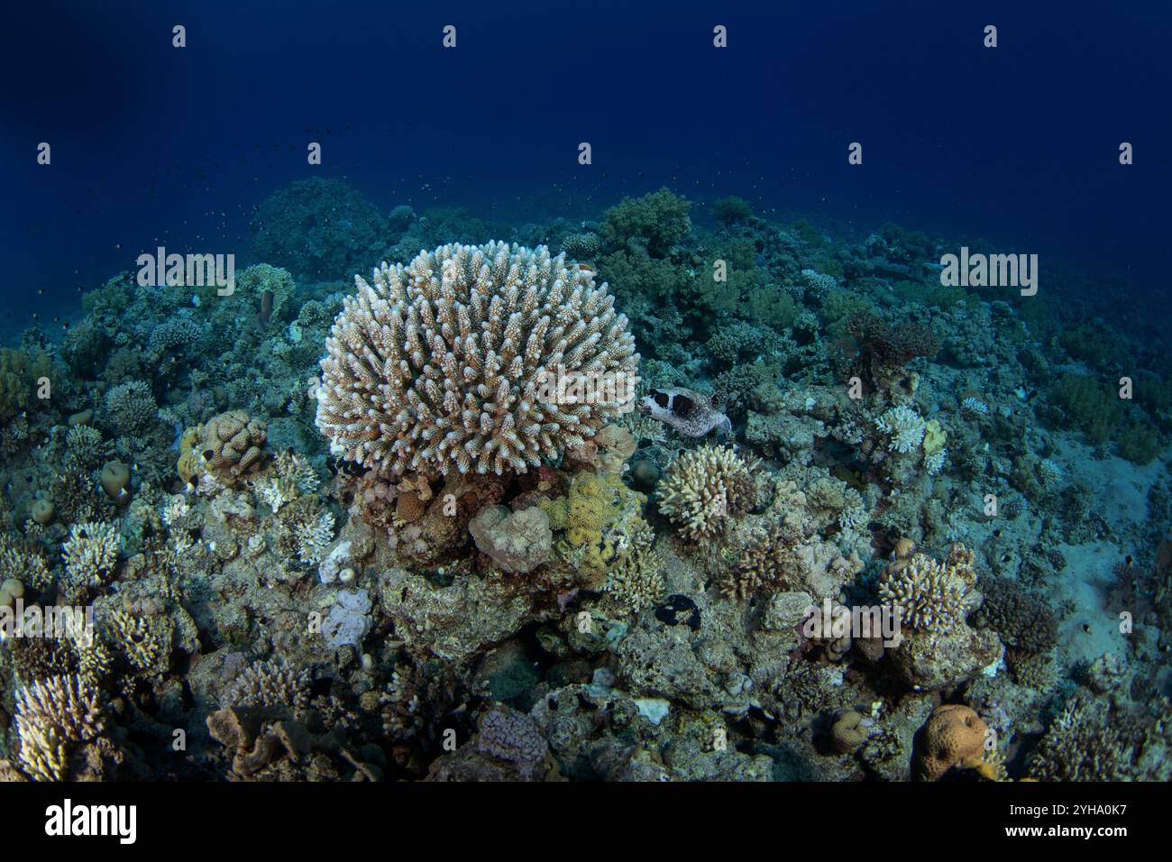 Masked puffer is swimming around the coral in Egypt. Arothron ...