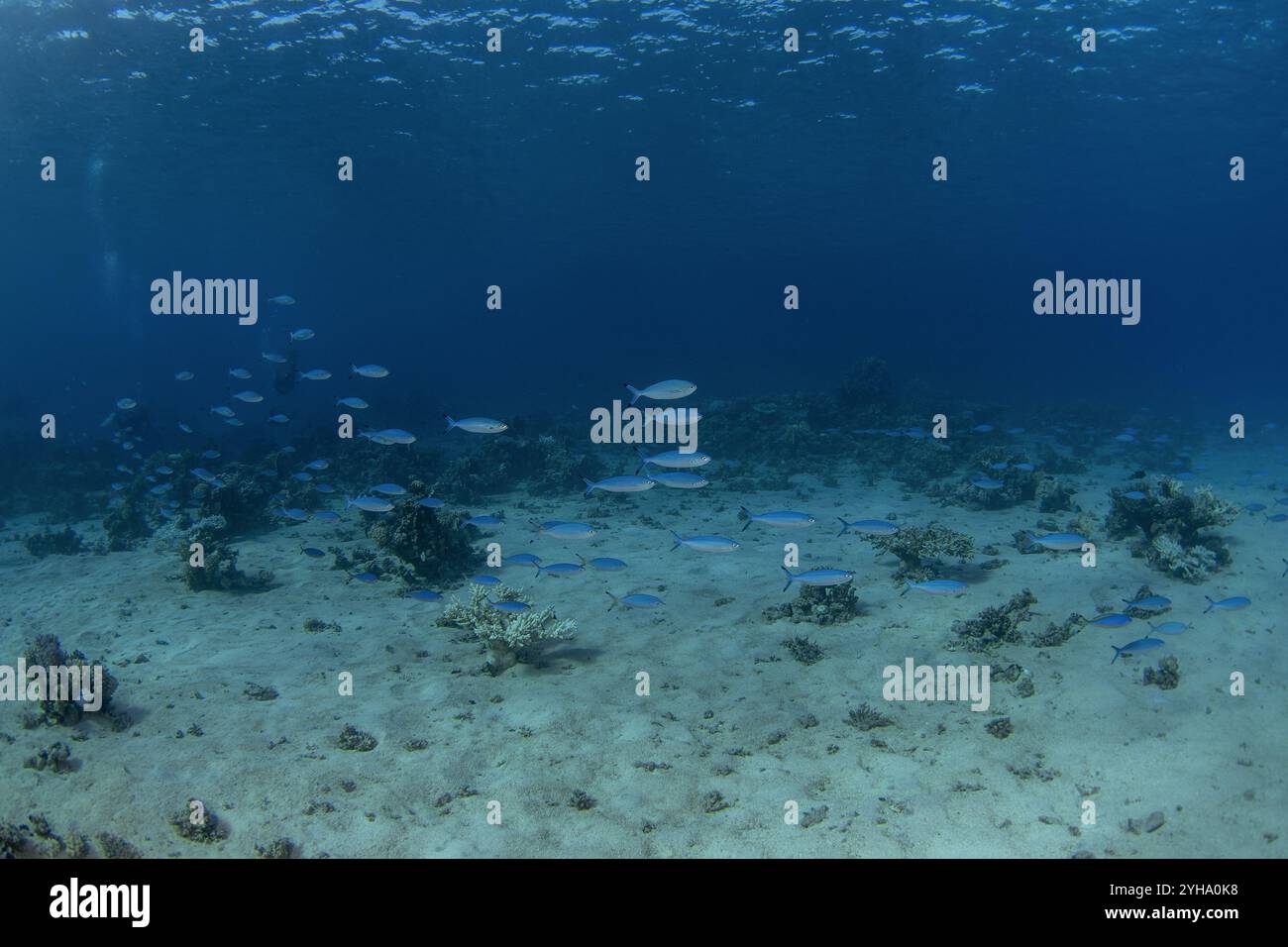 School of cassio survive in Egypt. Suez fusilier during dive in Red Sea ...