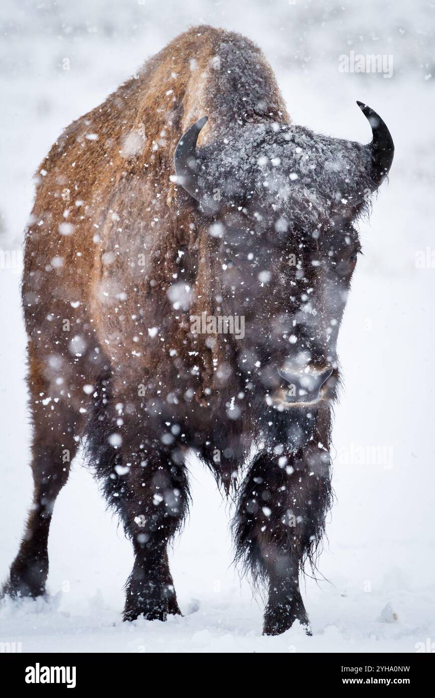 Snow collects on a bison during a late winter storm in Grand Teton ...