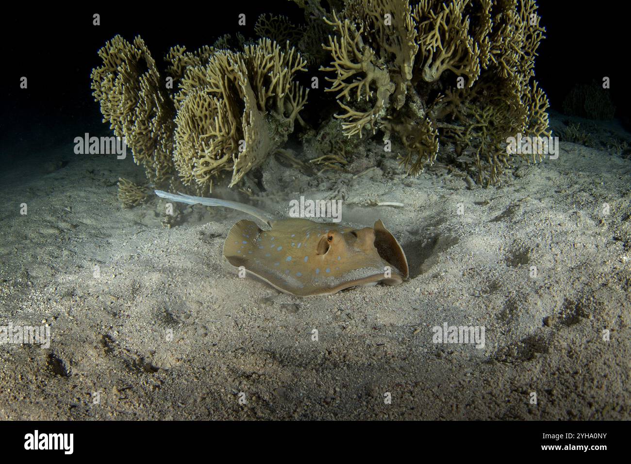 Bluespotted ribbontail ray on the sand bottom in Red sea. Ray with blue spotted. Taeniura lymma ...