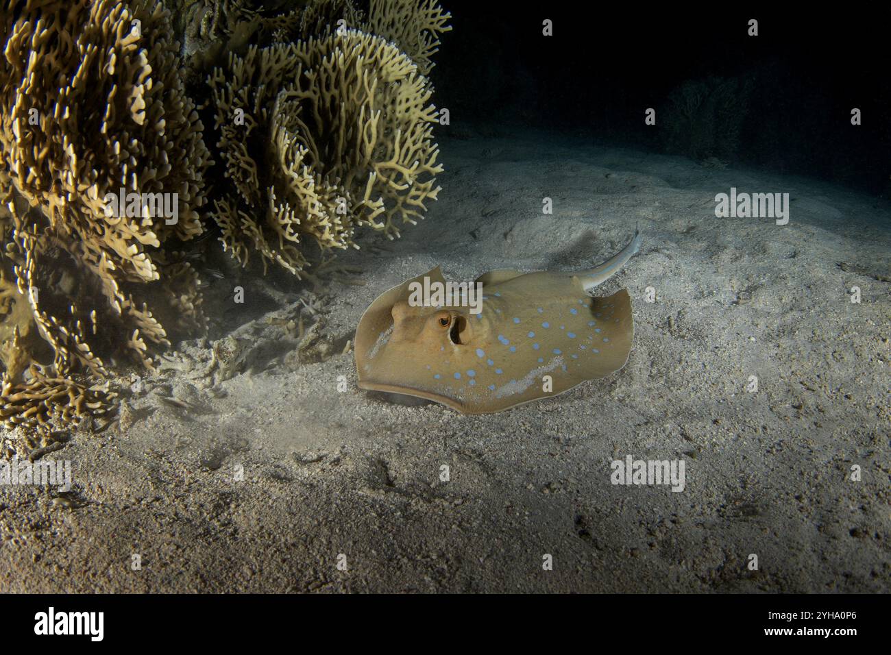 Bluespotted ribbontail ray on the sand bottom in Red sea. Ray with blue spotted. Taeniura lymma ...