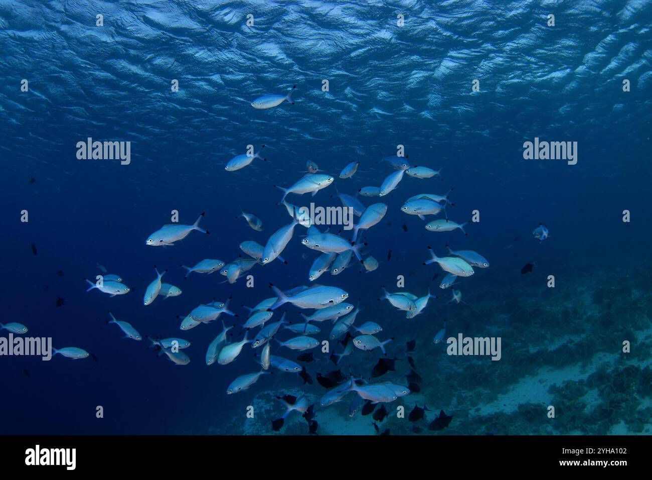 School of cassio survive in Egypt. Suez fusilier during dive in Red Sea ...